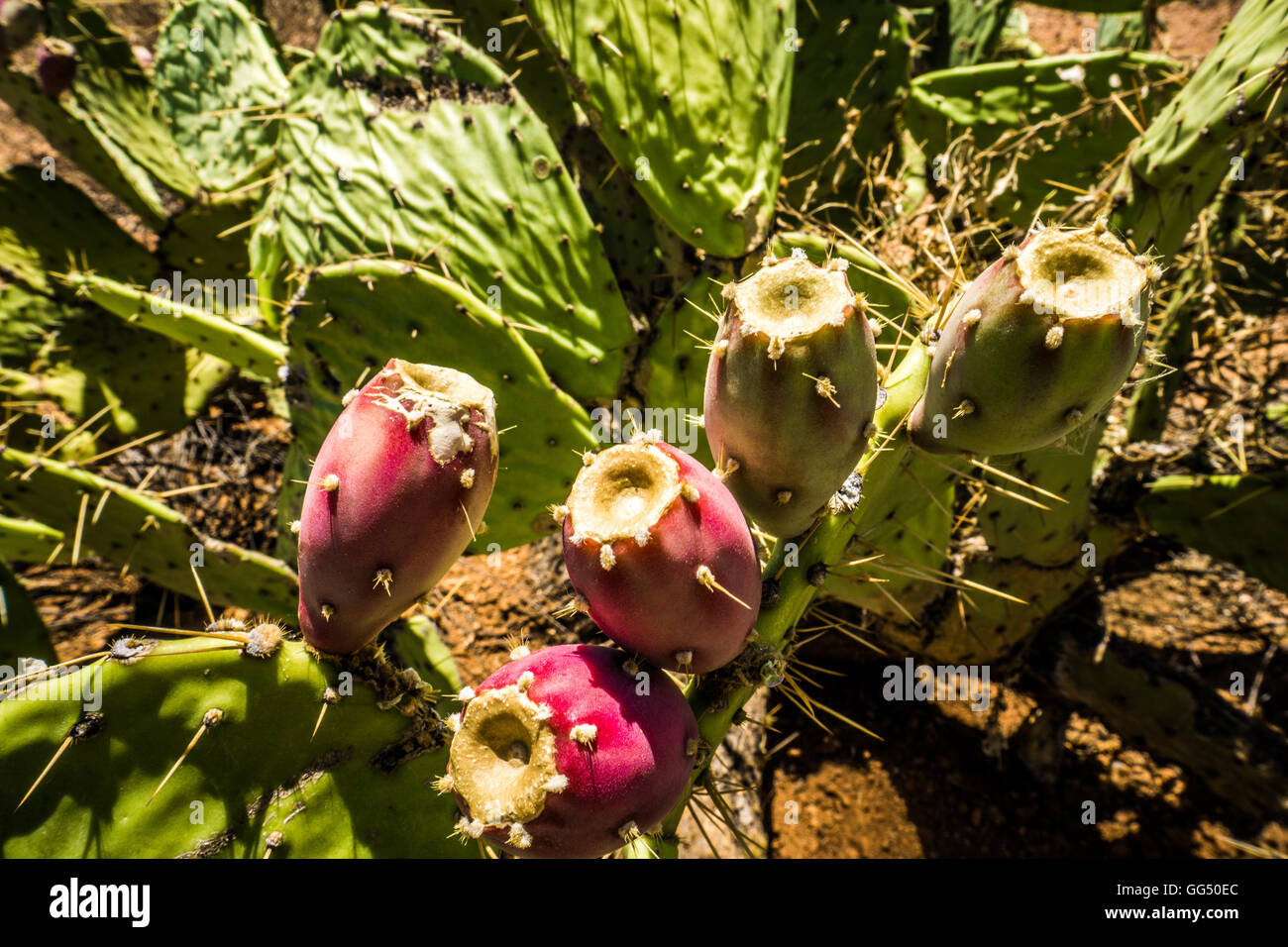 Prickly Pear Cactus in Tonto National Forest in the Arizona desert, USA ...