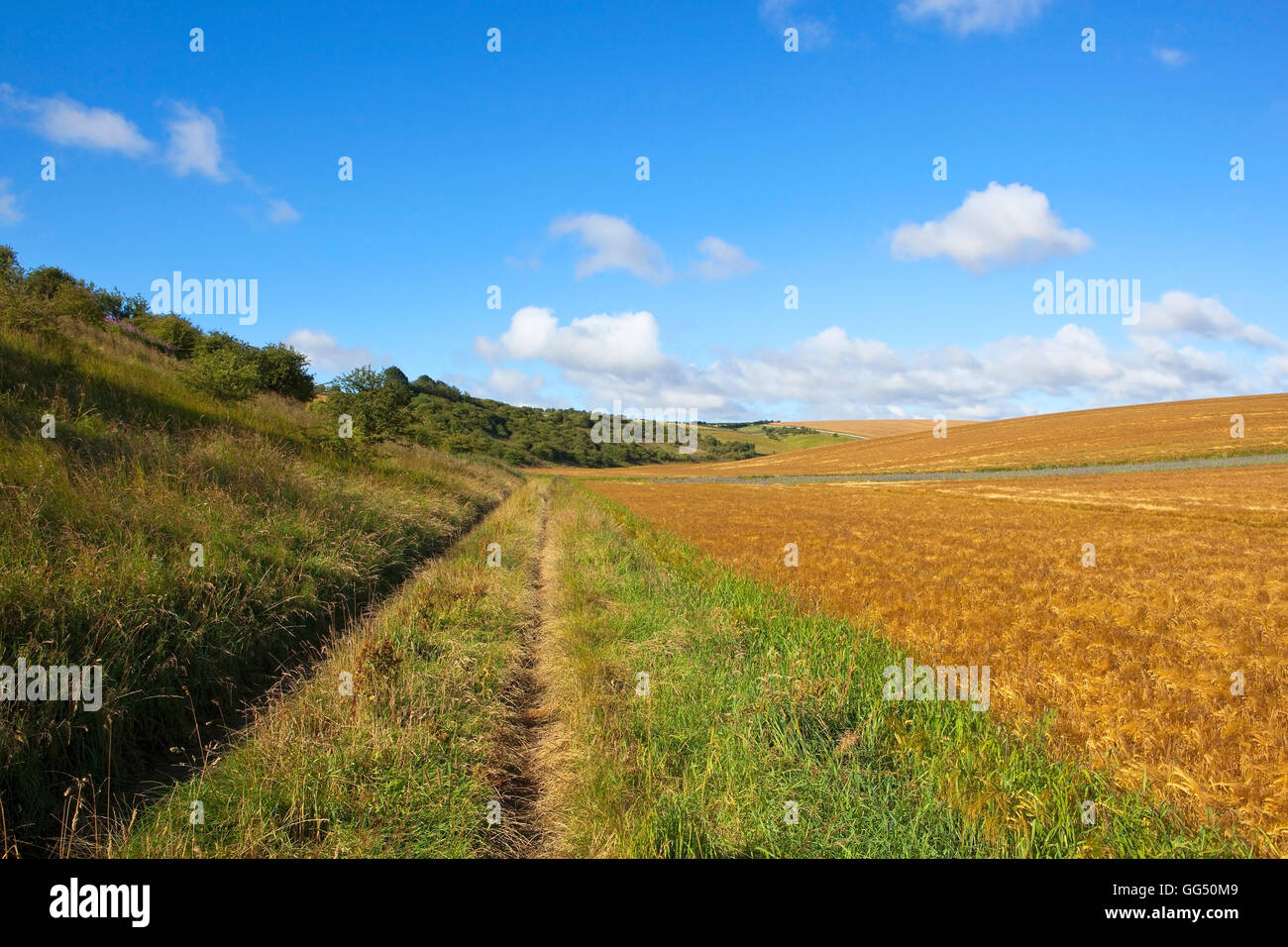 A grassy farm track between a bank of wildflowers and a ripening barley ...