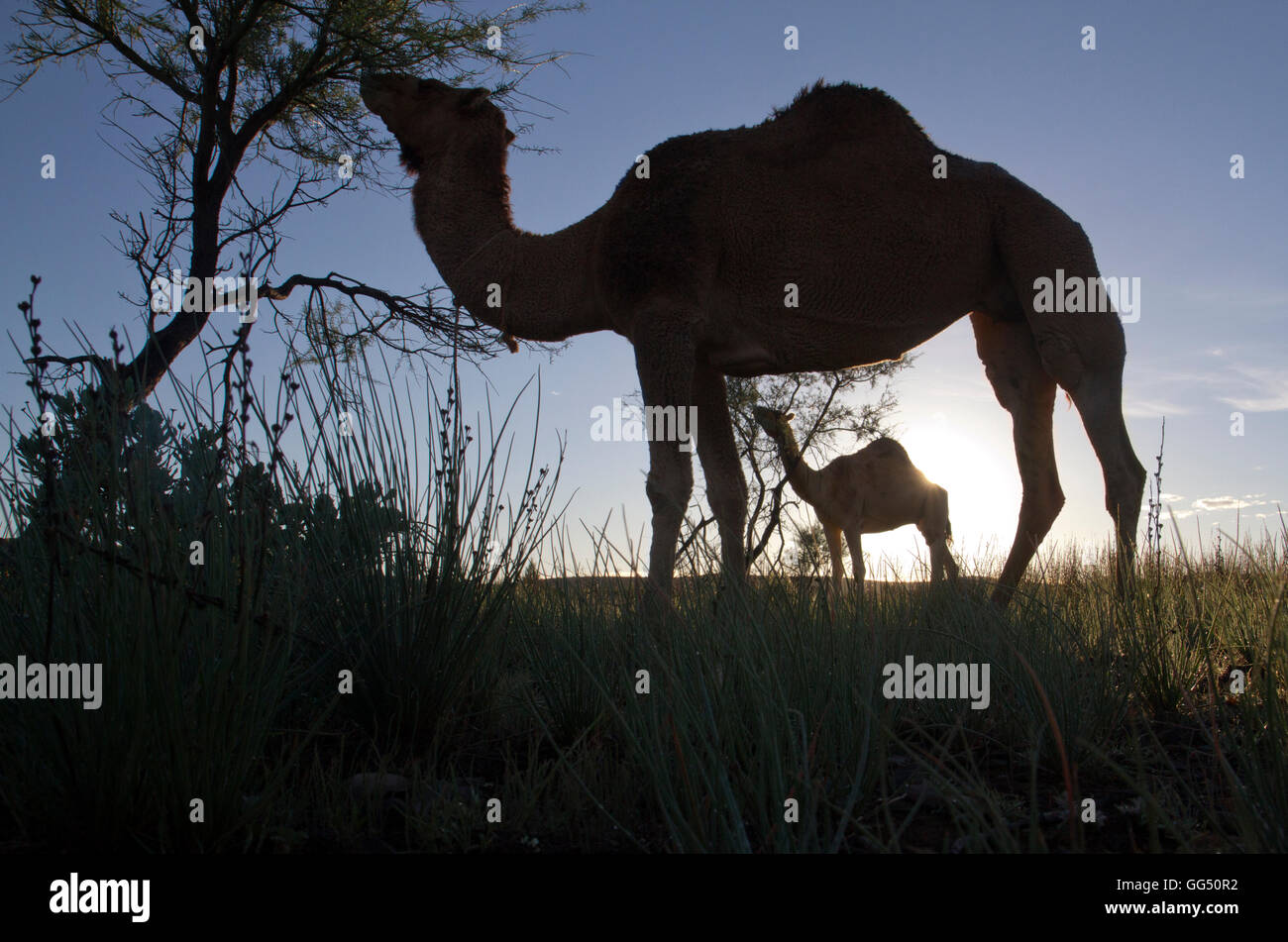 Camels grazing trees at dawn in the Flinders Ranges Stock Photo - Alamy