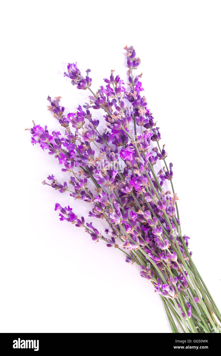 Bunch of lavender. Isolated object. Element of design Stock Photo - Alamy