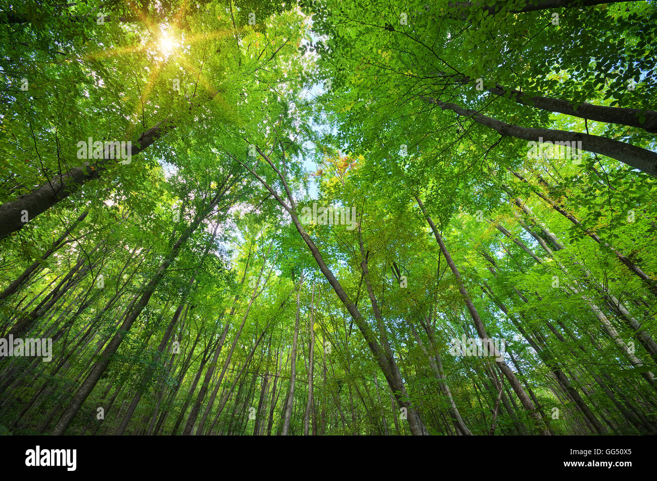 Into the forest. Nature composition Stock Photo - Alamy