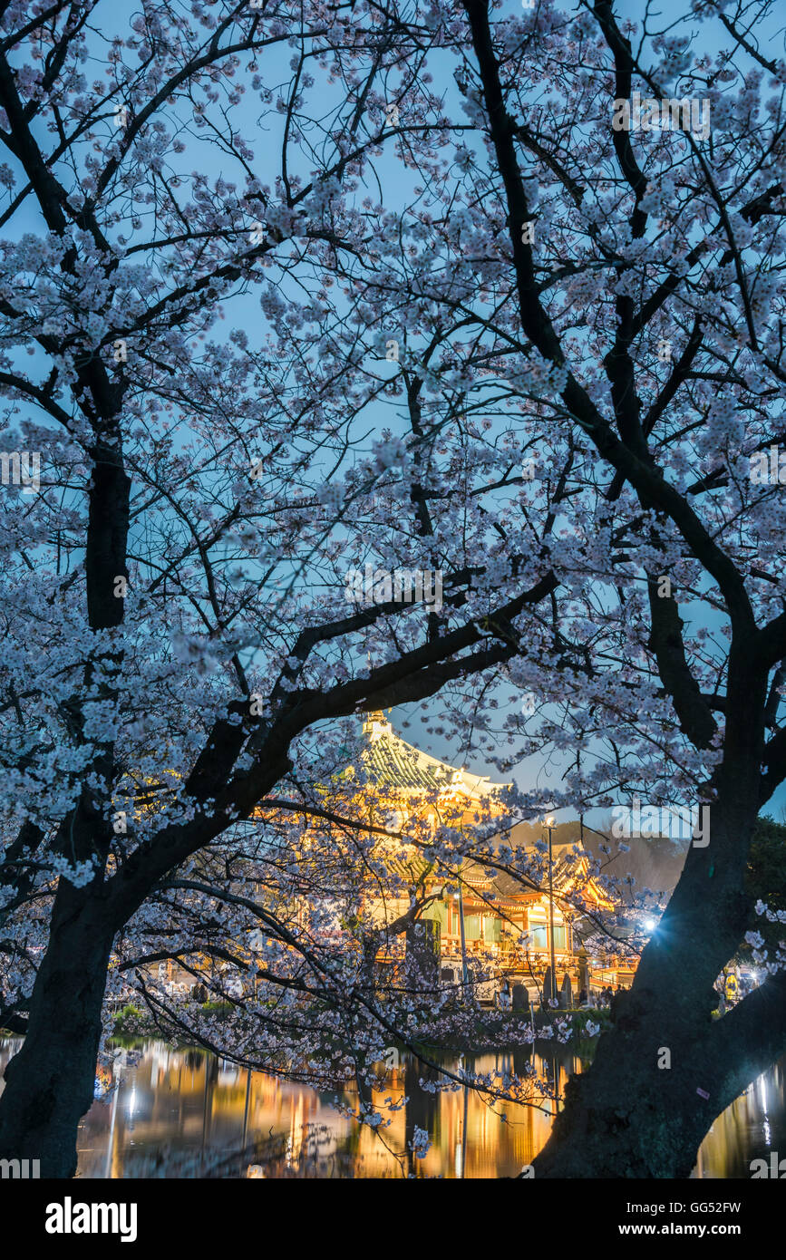 Cherry blossom, Shinobazu Pond, Ueno Park, Taitoa-Ku, Tokyo, Japan ...