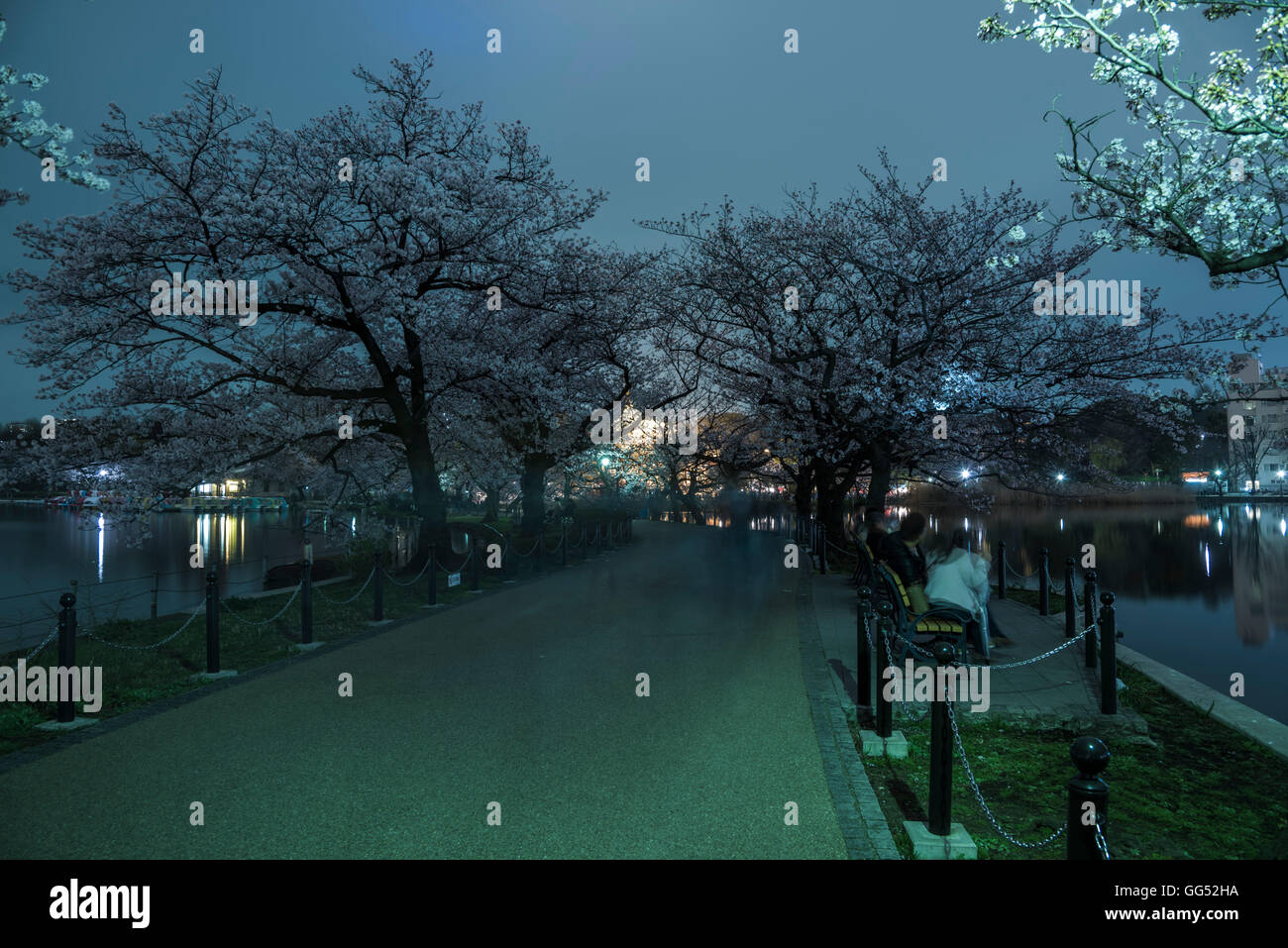 Cherry blossom, Shinobazu Pond, Ueno Park, Taitoa-Ku, Tokyo, Japan ...
