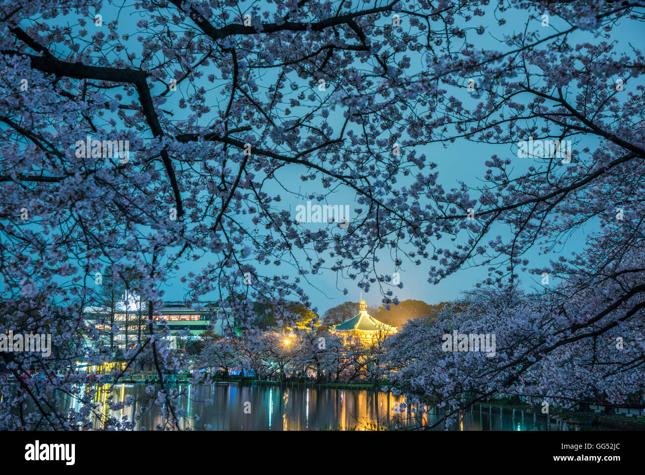 Cherry blossom, Shinobazu Pond, Ueno Park, Taitoa-Ku, Tokyo, Japan ...