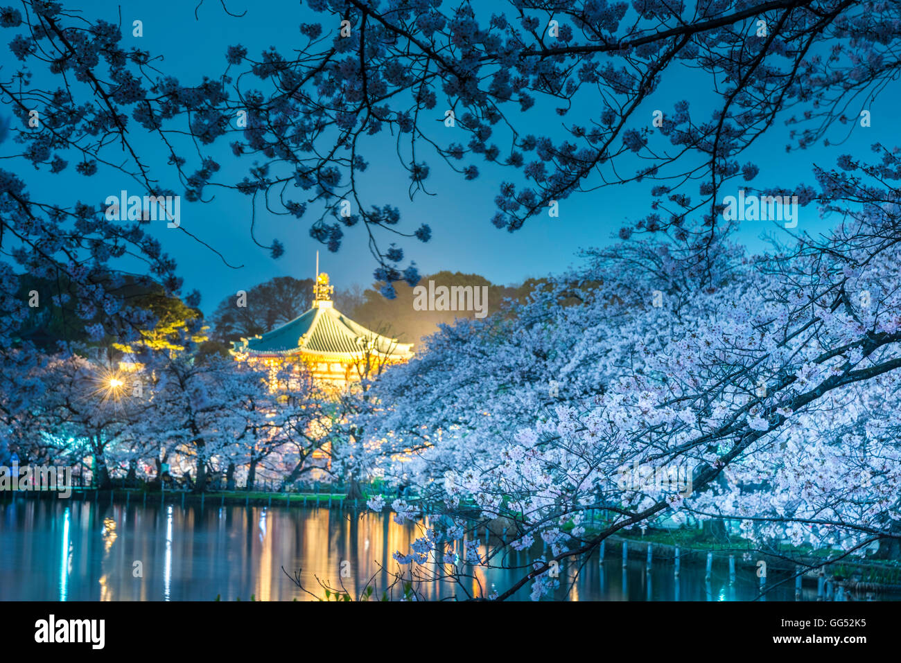 Cherry blossom, Shinobazu Pond, Ueno Park, Taitoa-Ku, Tokyo, Japan ...