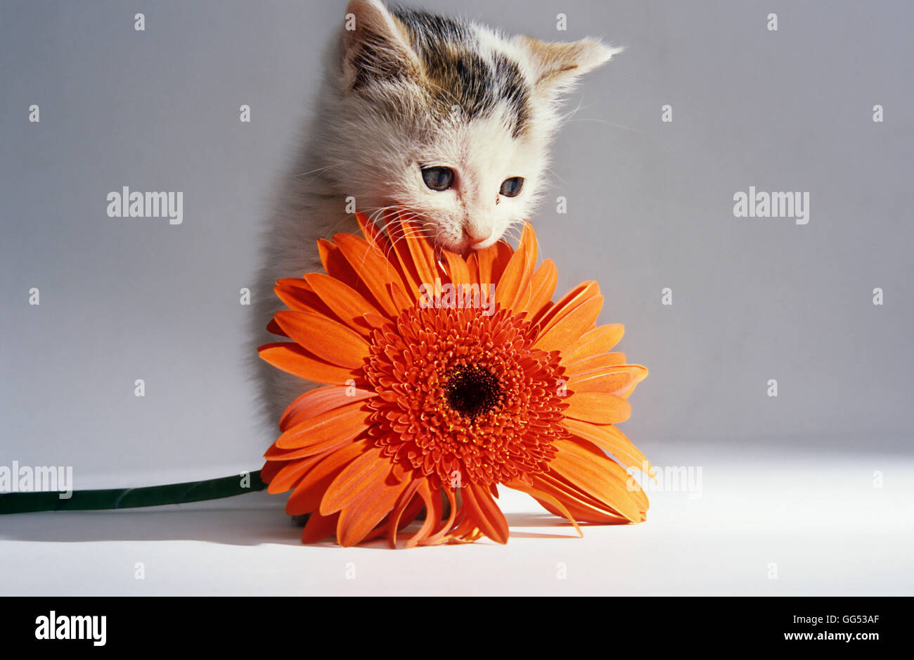 Kittens white background flower hi-res stock photography and images - Alamy