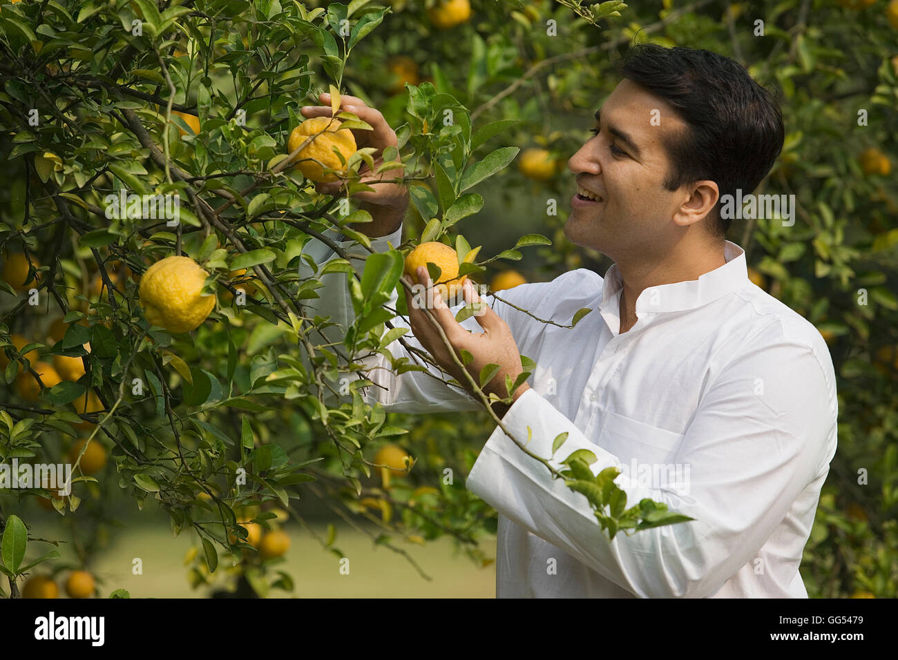 Man picking fruit from a tree Stock Photo - Alamy