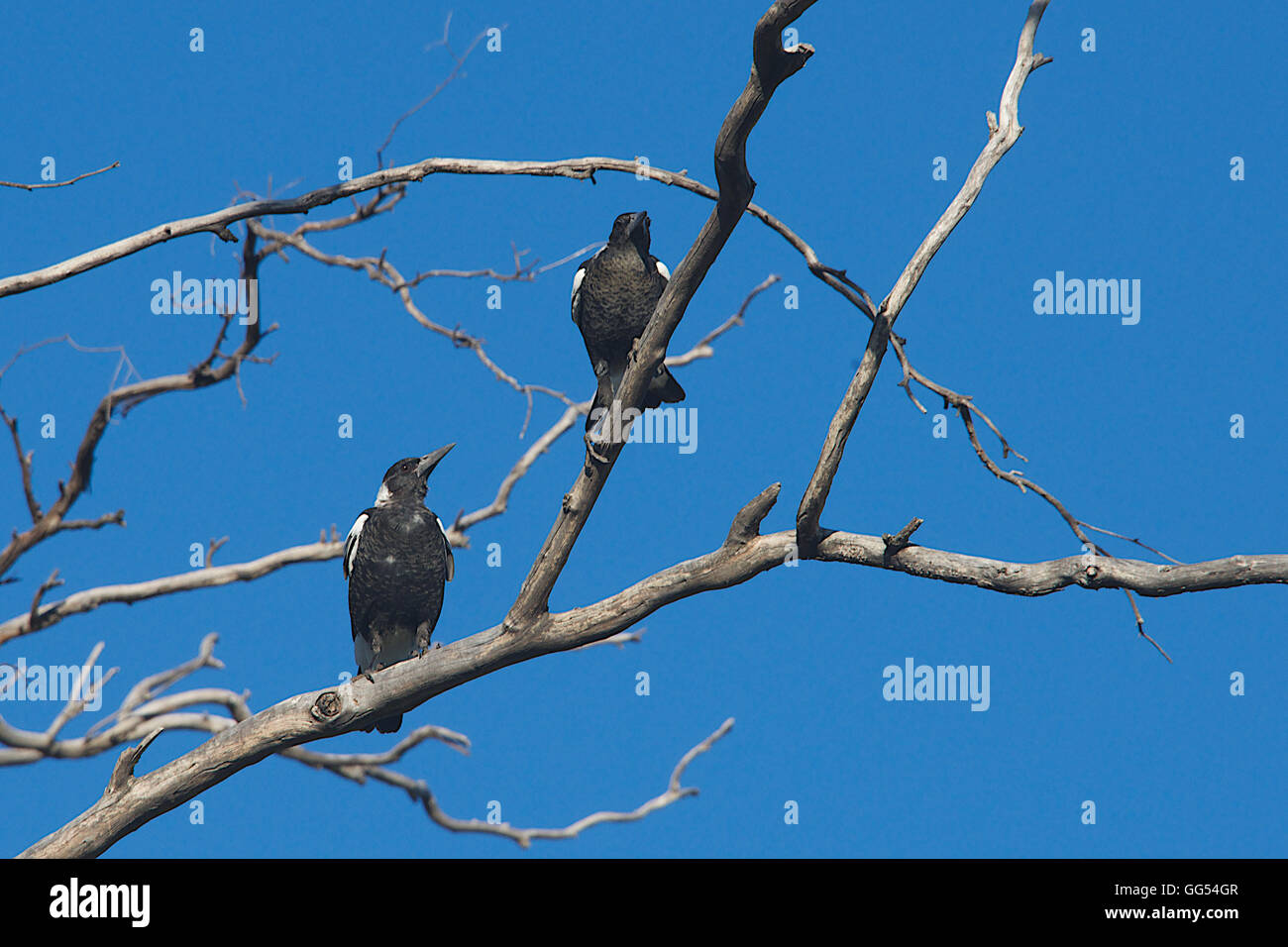 Two Australian Magpies in tree Warrumbungles NP NSW Australia Stock ...