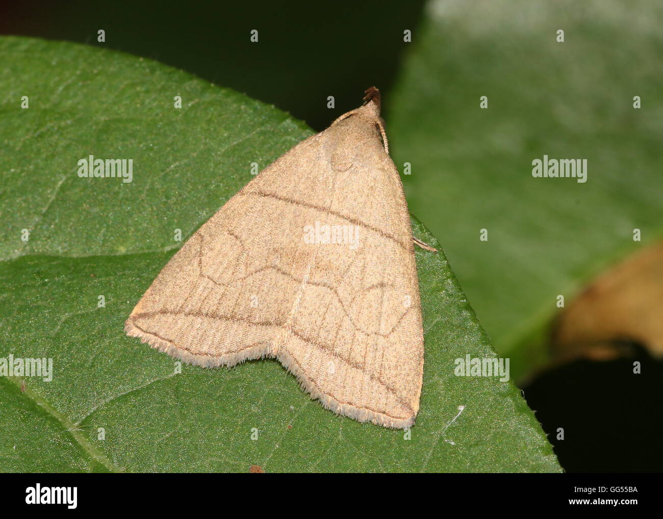 Fan foot moths hi-res stock photography and images - Alamy