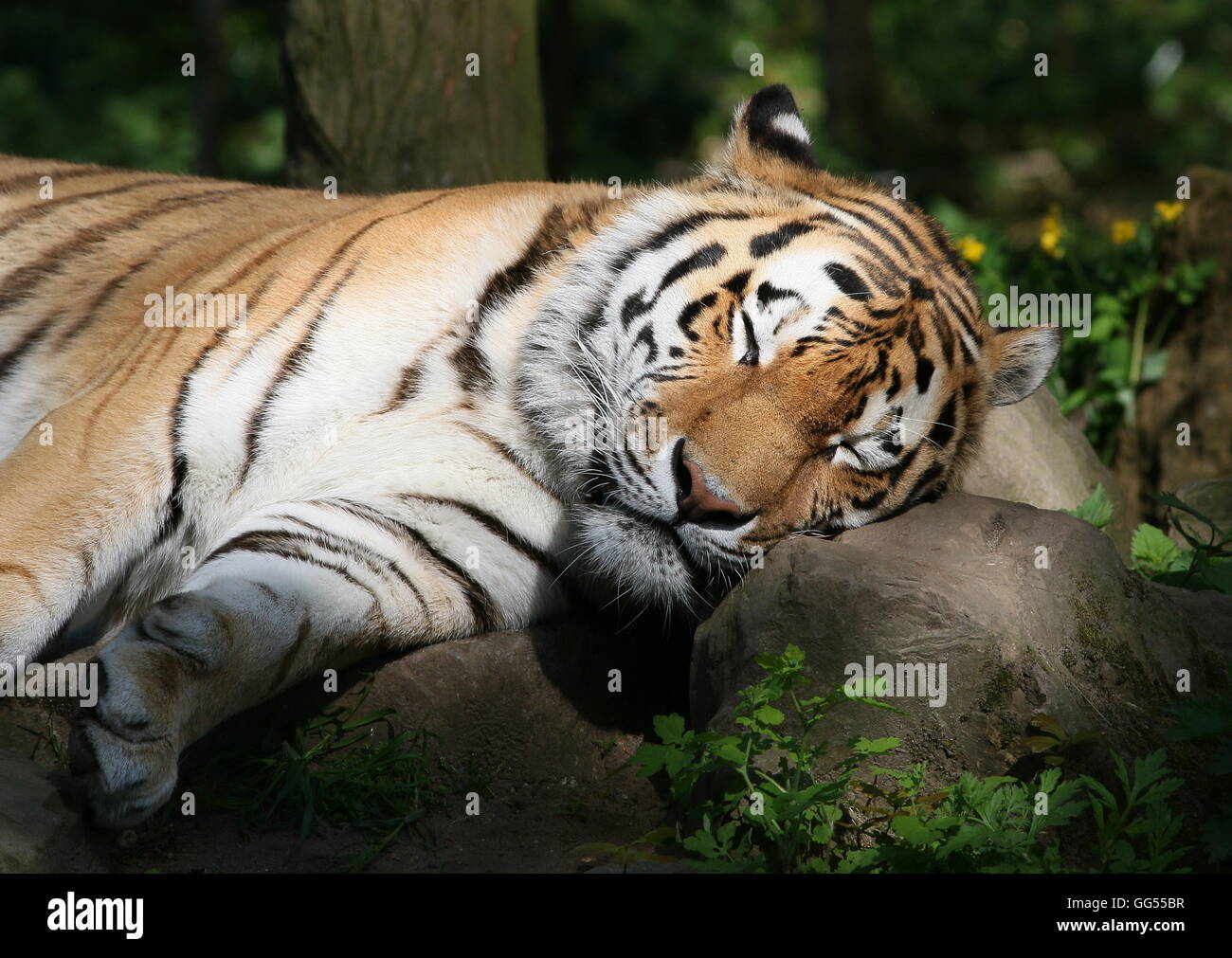 Siberian or Amur tiger (Panthera tigris altaica) taking a nap in the ...