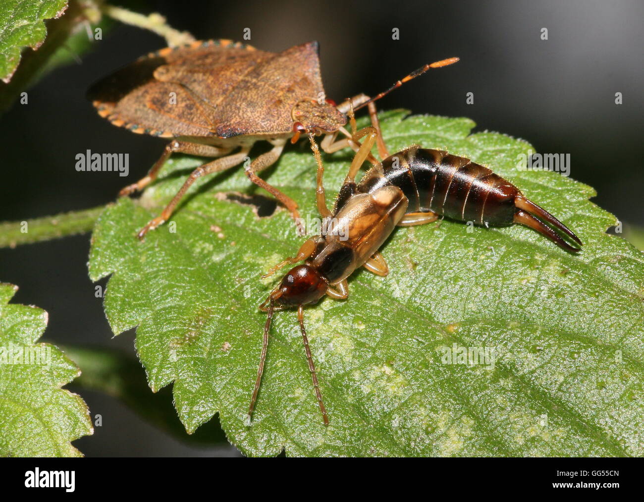 Bug snack hi-res stock photography and images - Alamy