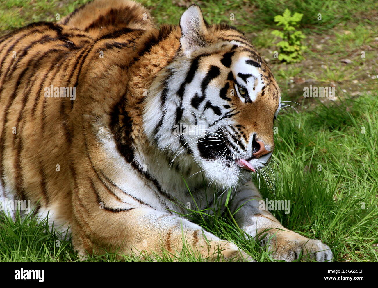 Tiger licking lips hi-res stock photography and images - Alamy