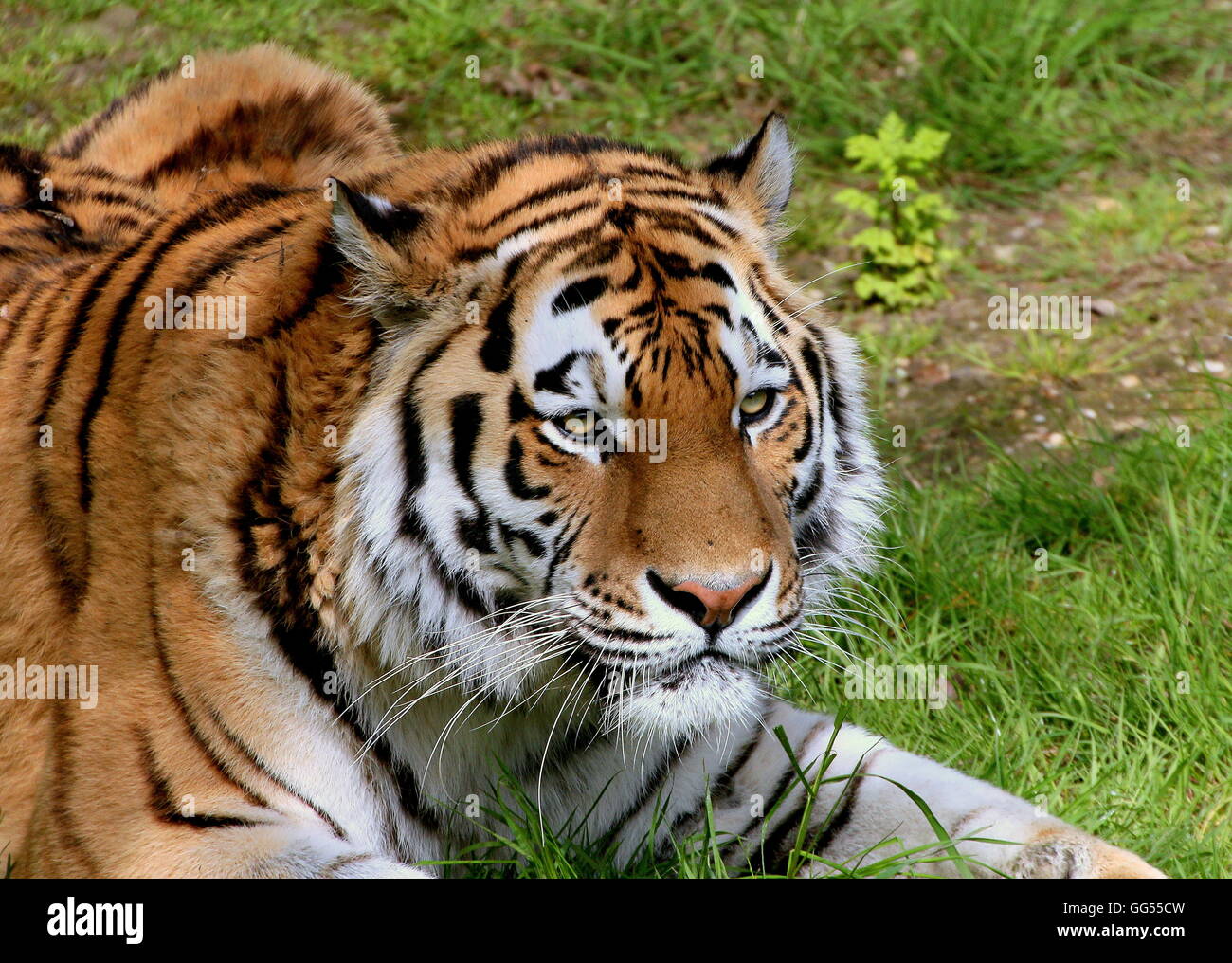 Fierce looking male Siberian or Amur tiger (Panthera tigris altaica ...