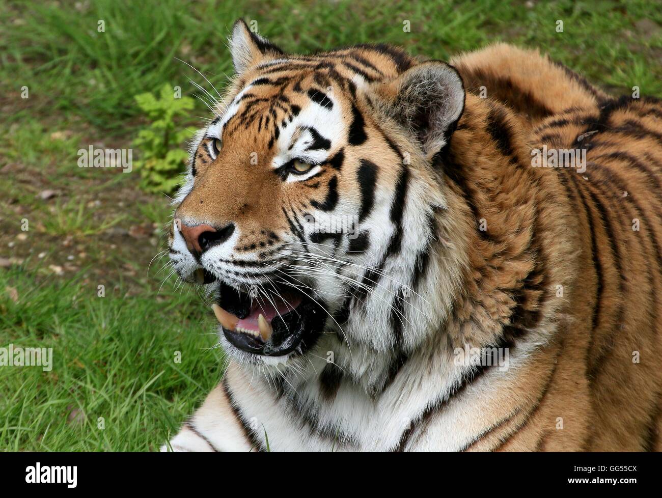 Roaring Tiger High Resolution Stock Photography and Images - Alamy