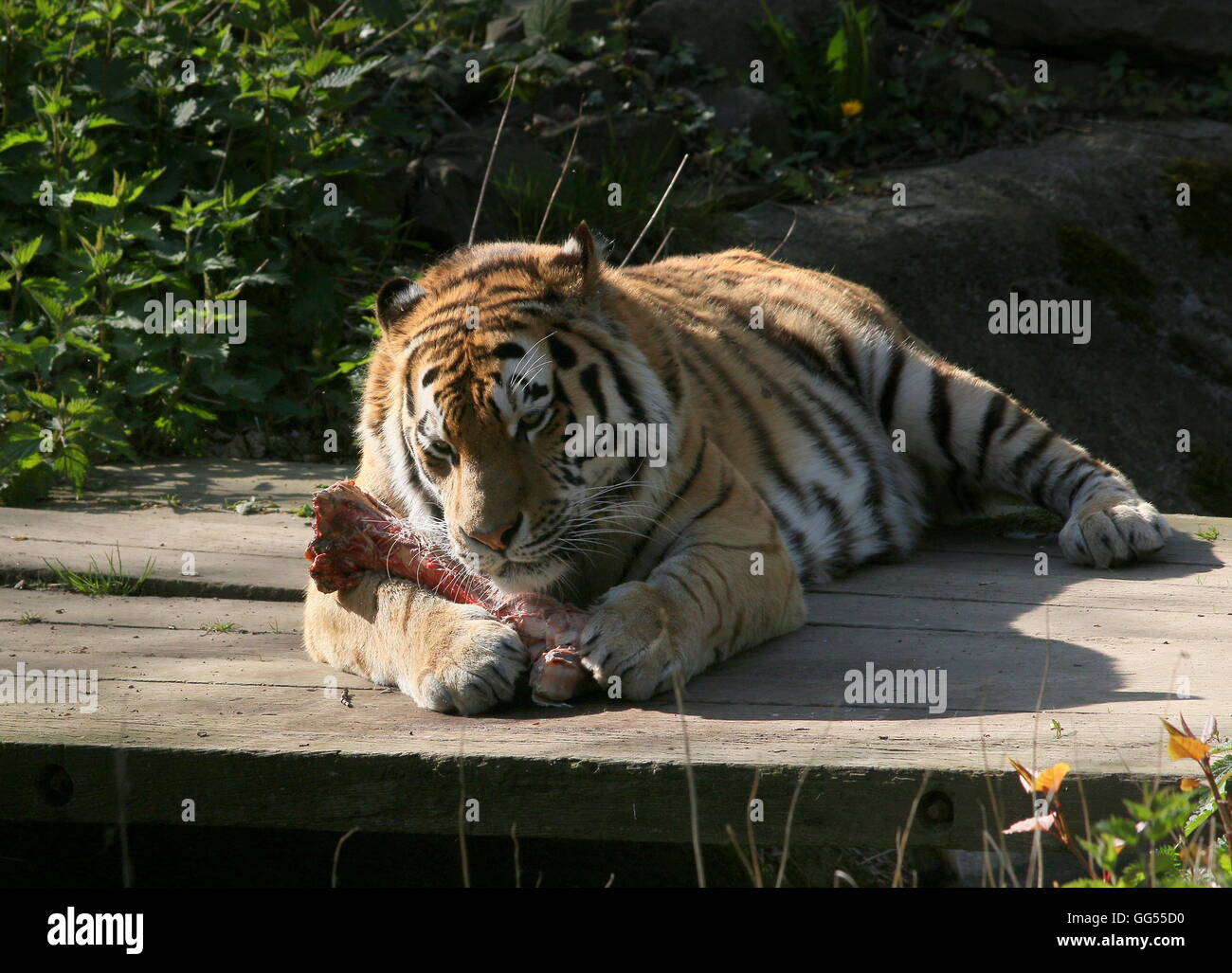 Mature male Siberian or Amur tiger (Panthera tigris altaica) enjoying a ...