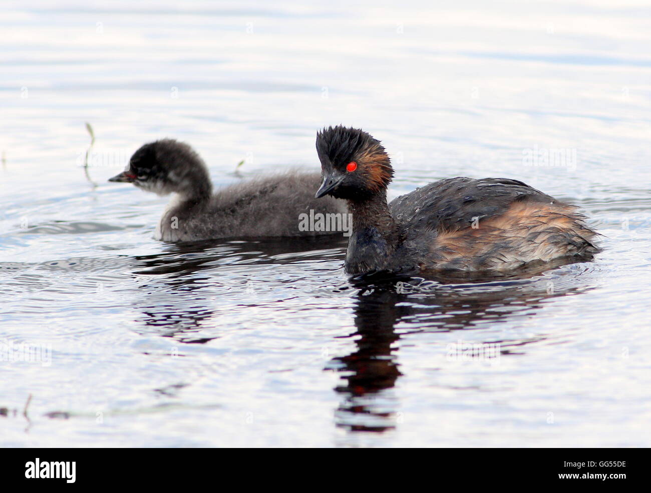 Black necked grebes hi-res stock photography and images - Alamy