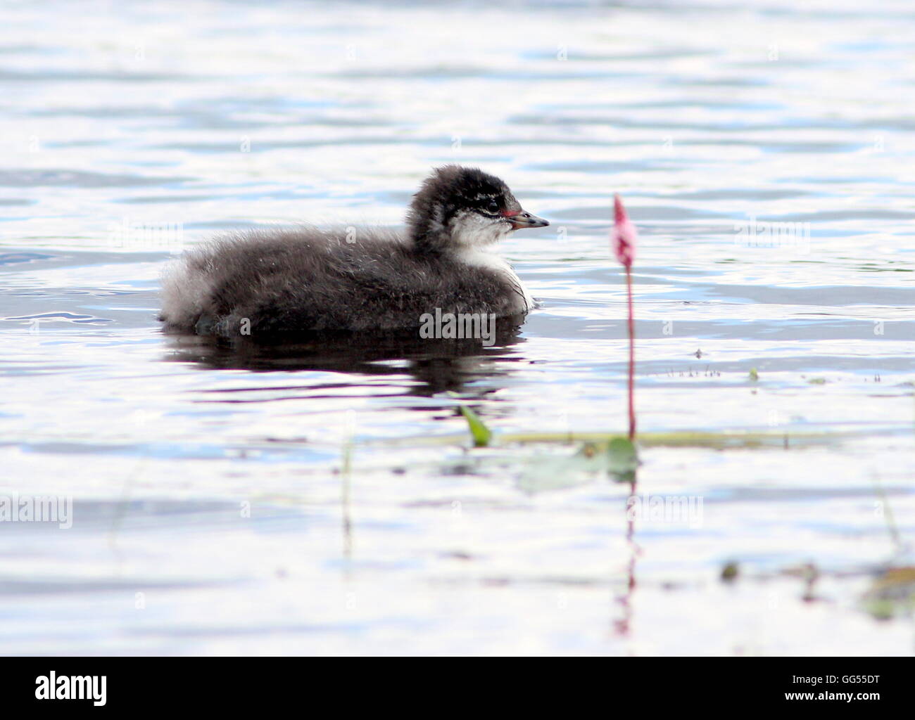Baby European Black necked Grebe (Podiceps nigricollis) swimming Stock ...