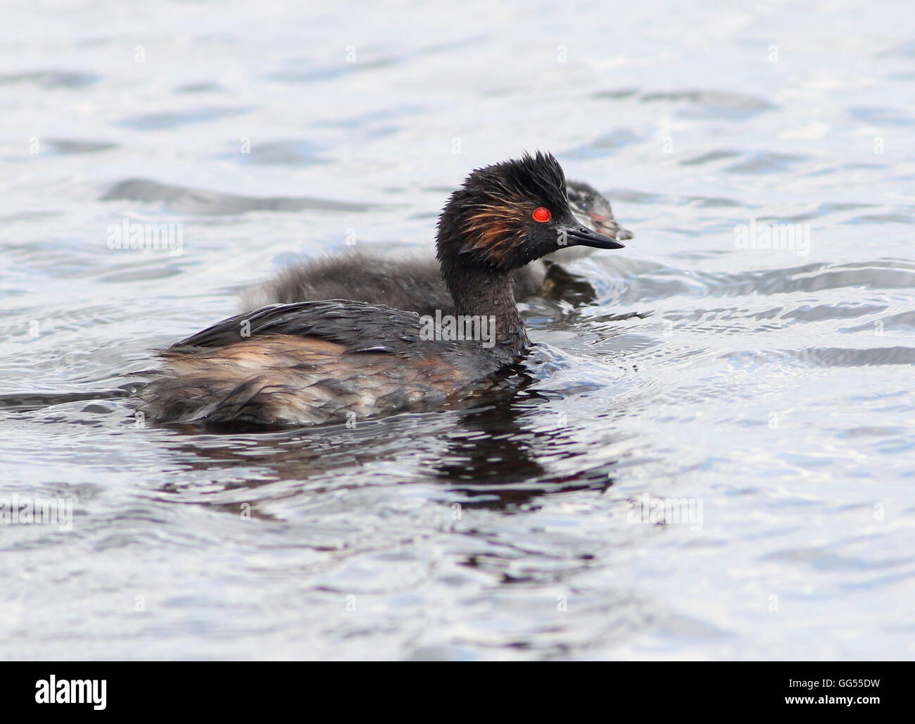 Mature European Black necked Grebe (Podiceps nigricollis) swimming with ...