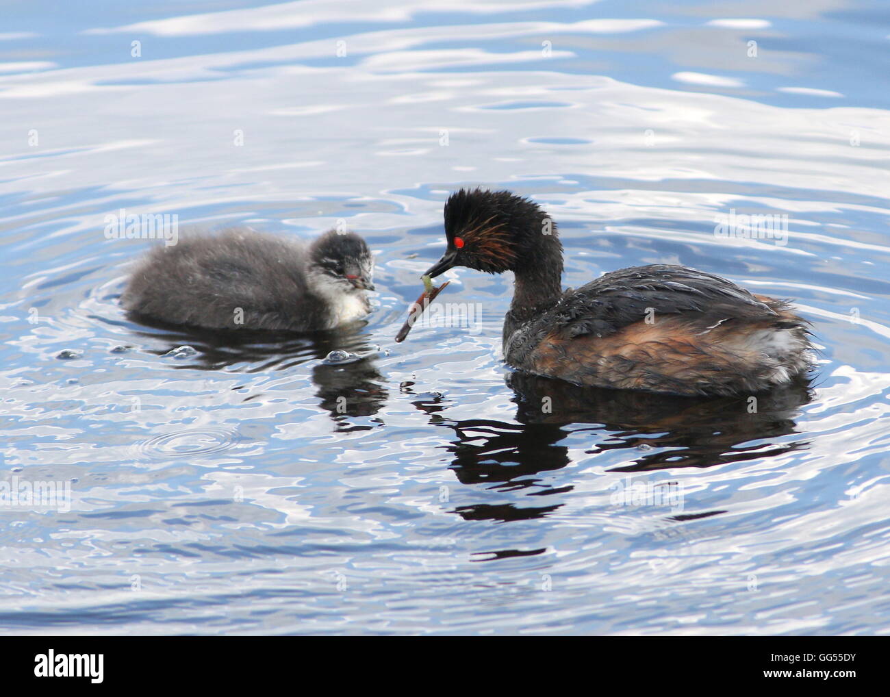 Black necked grebes feeding young hi-res stock photography and images ...