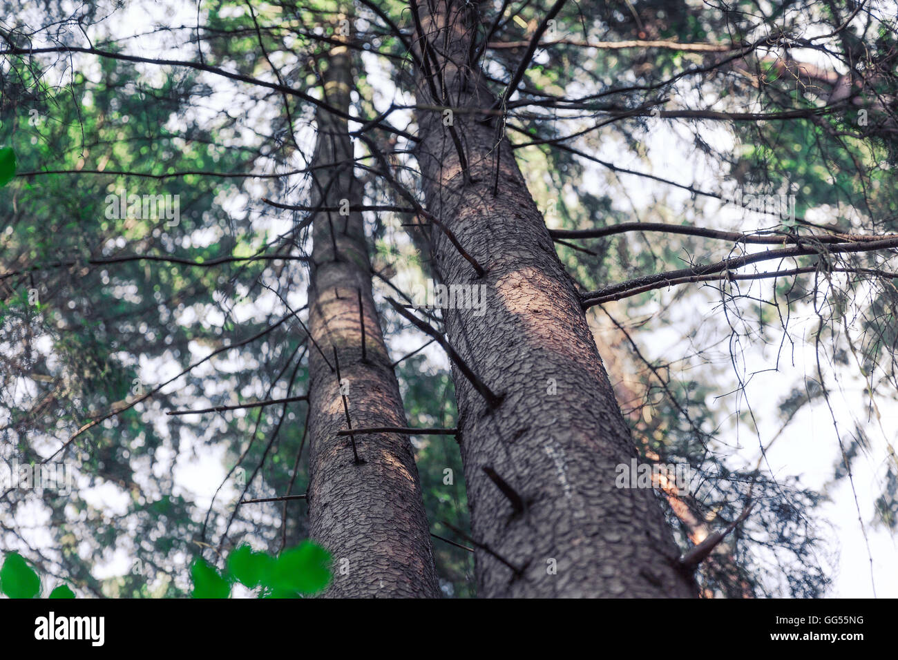 Tall pines in the forest Stock Photo - Alamy