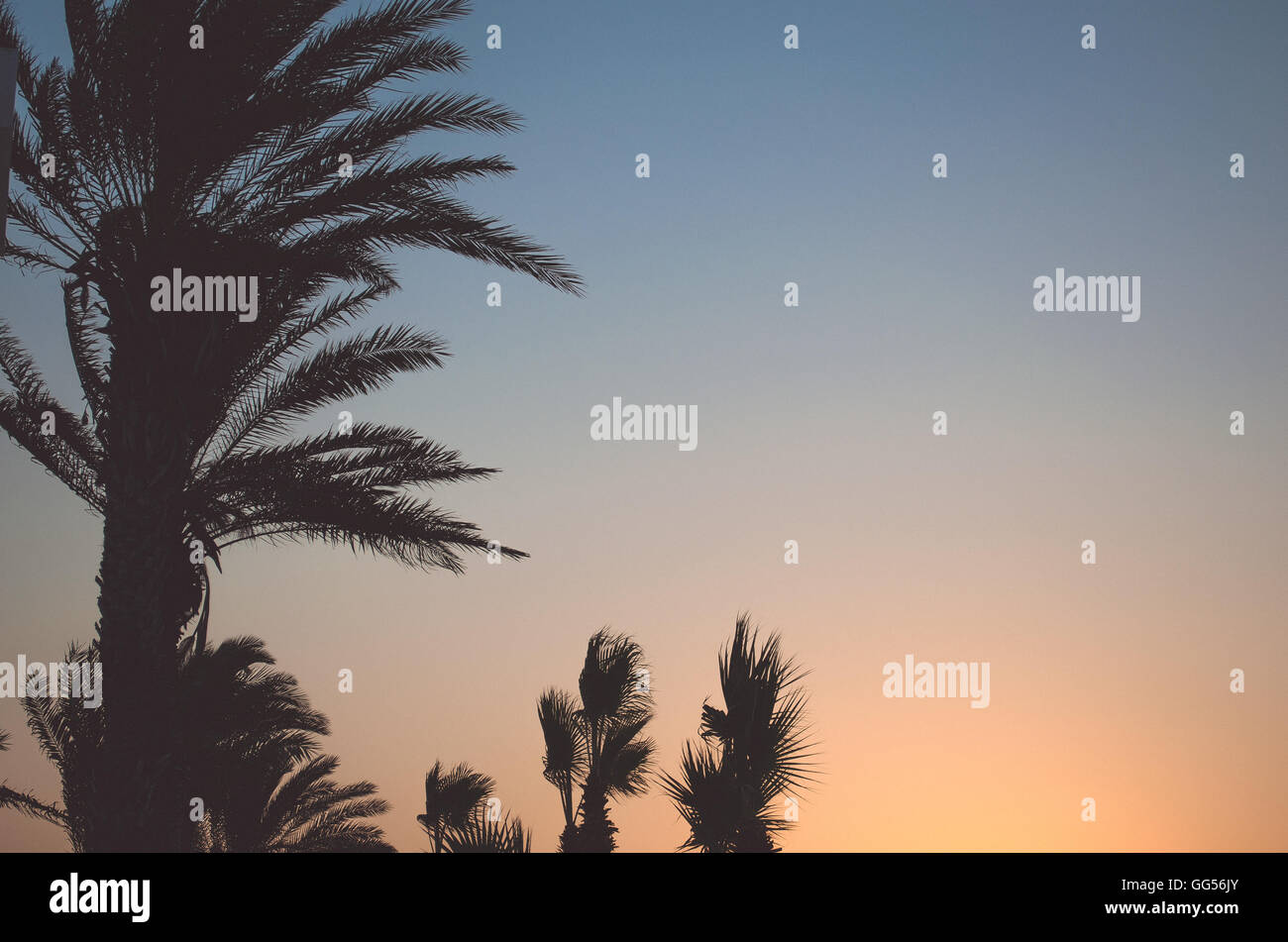 Sunset Palm trees Stock Photo - Alamy