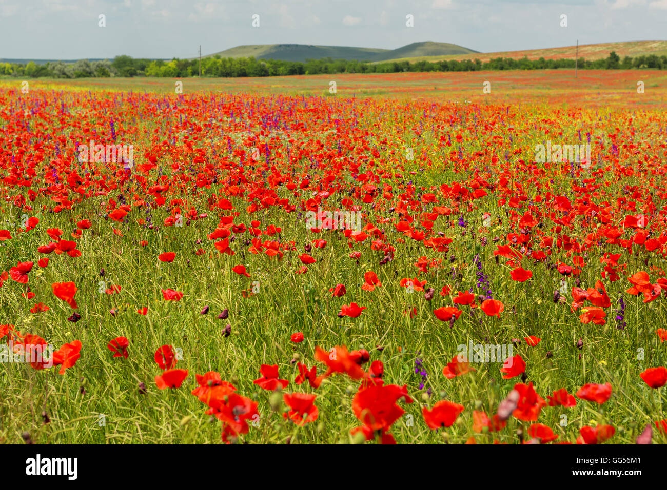 Blooming field of red poppies Stock Photo - Alamy