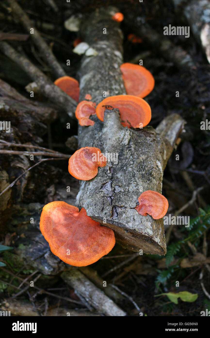 Orange Bracket Fungi on a log Stock Photo - Alamy