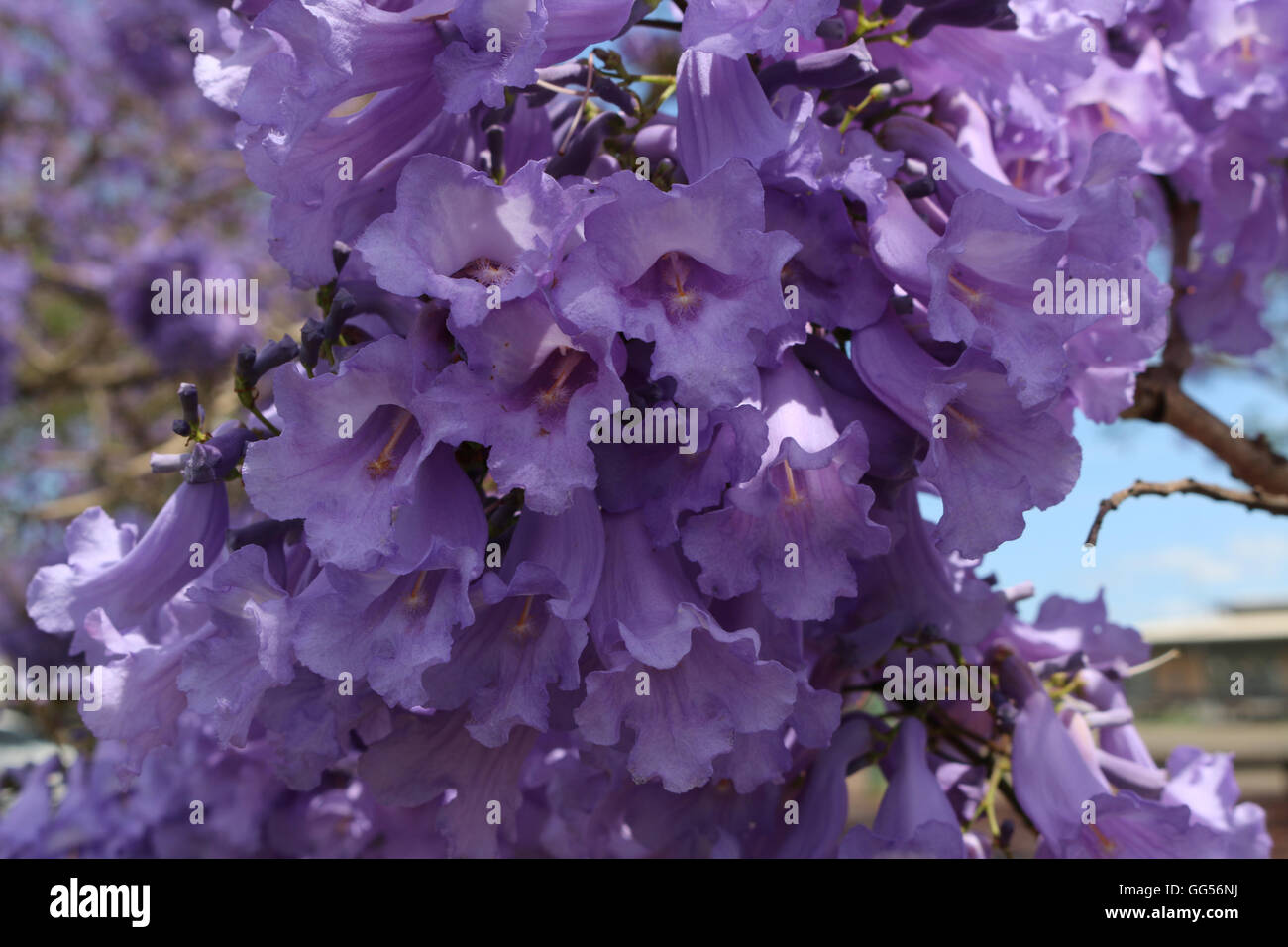 Jacaranda tree petals hi-res stock photography and images - Alamy