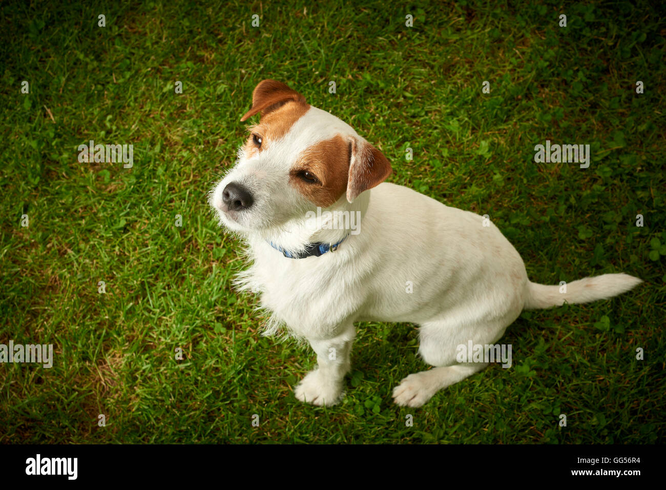 Jack Russell Parson Terrier dog on grass lawn Stock Photo - Alamy