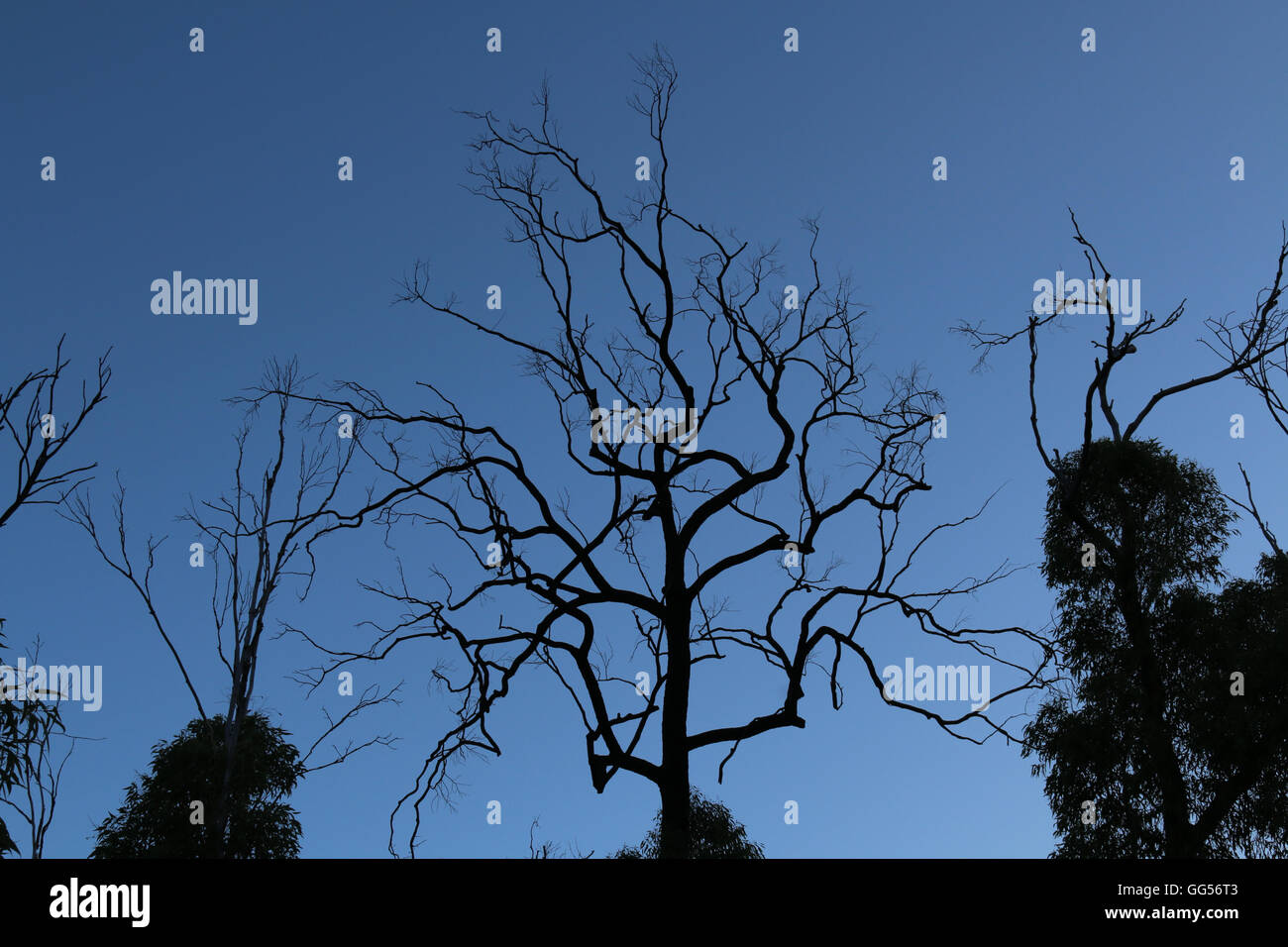 Dead tree branches from fire in silhouette at dusk Stock Photo - Alamy