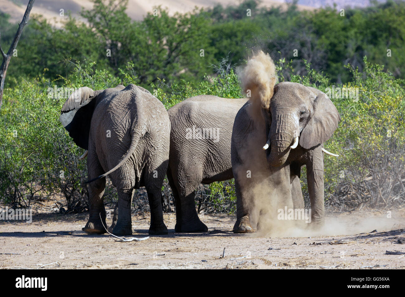 Elephant blowing dust hi-res stock photography and images - Alamy
