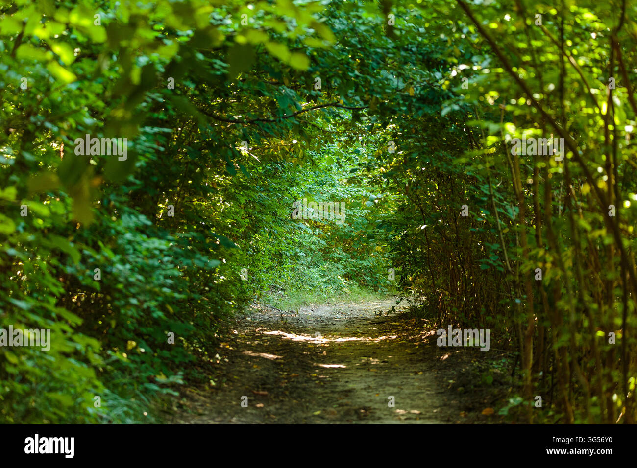 Alley in the forest through a tunnel of vegetation Stock Photo - Alamy