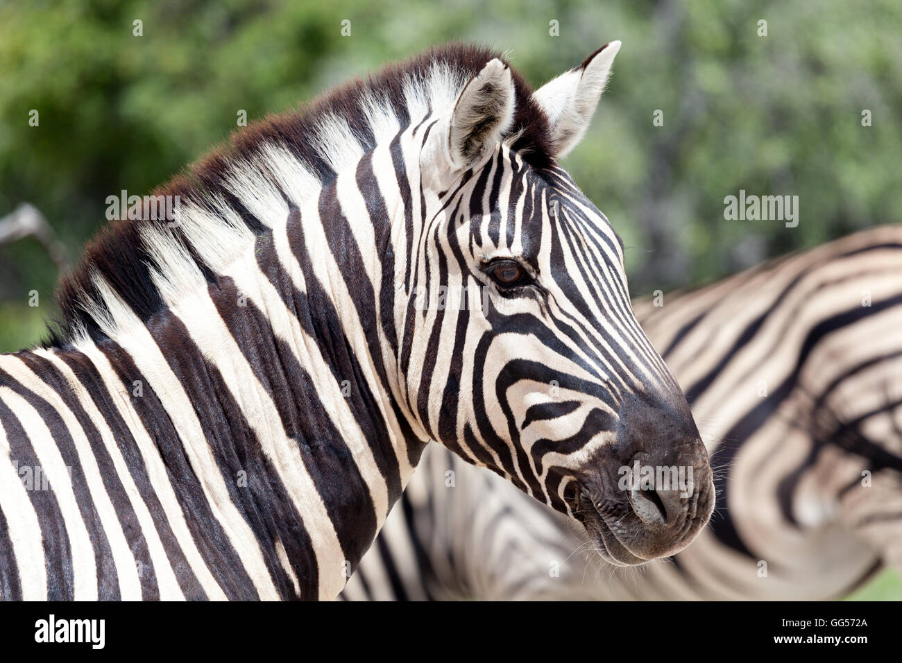Etosha National Park Namibia Zebra Stock Photo - Alamy