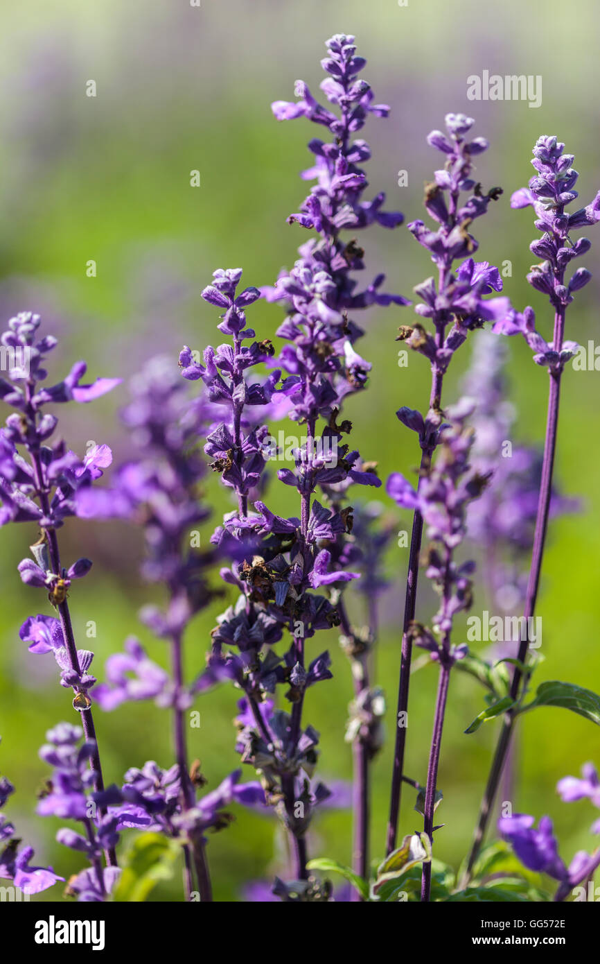 Closeup of small lavender flowers with selective focus Stock Photo - Alamy