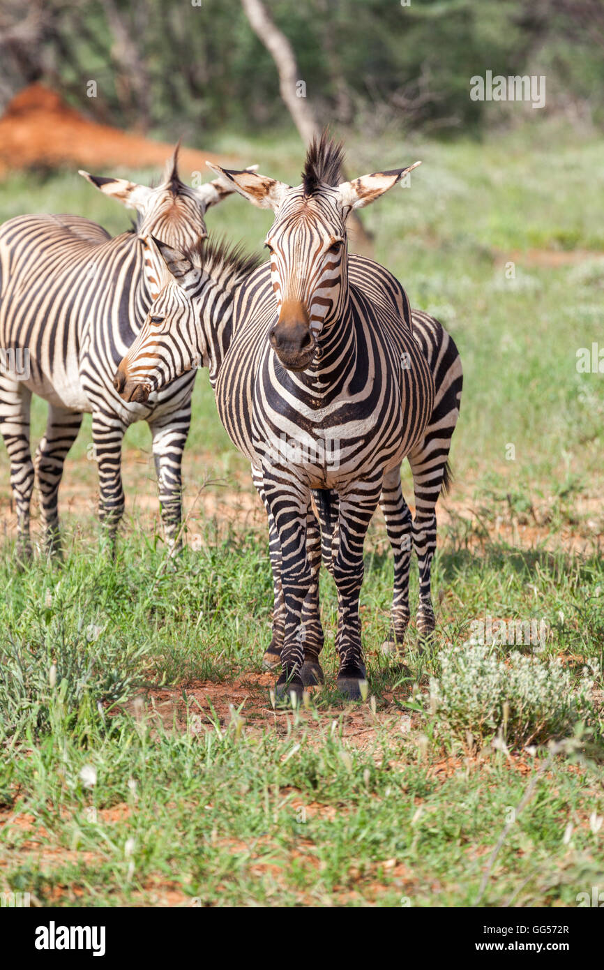 Etosha National Park Namibia Zebra Stock Photo - Alamy