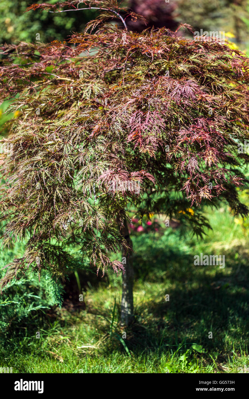 Nursery with ornamental red trees in a garden Stock Photo - Alamy