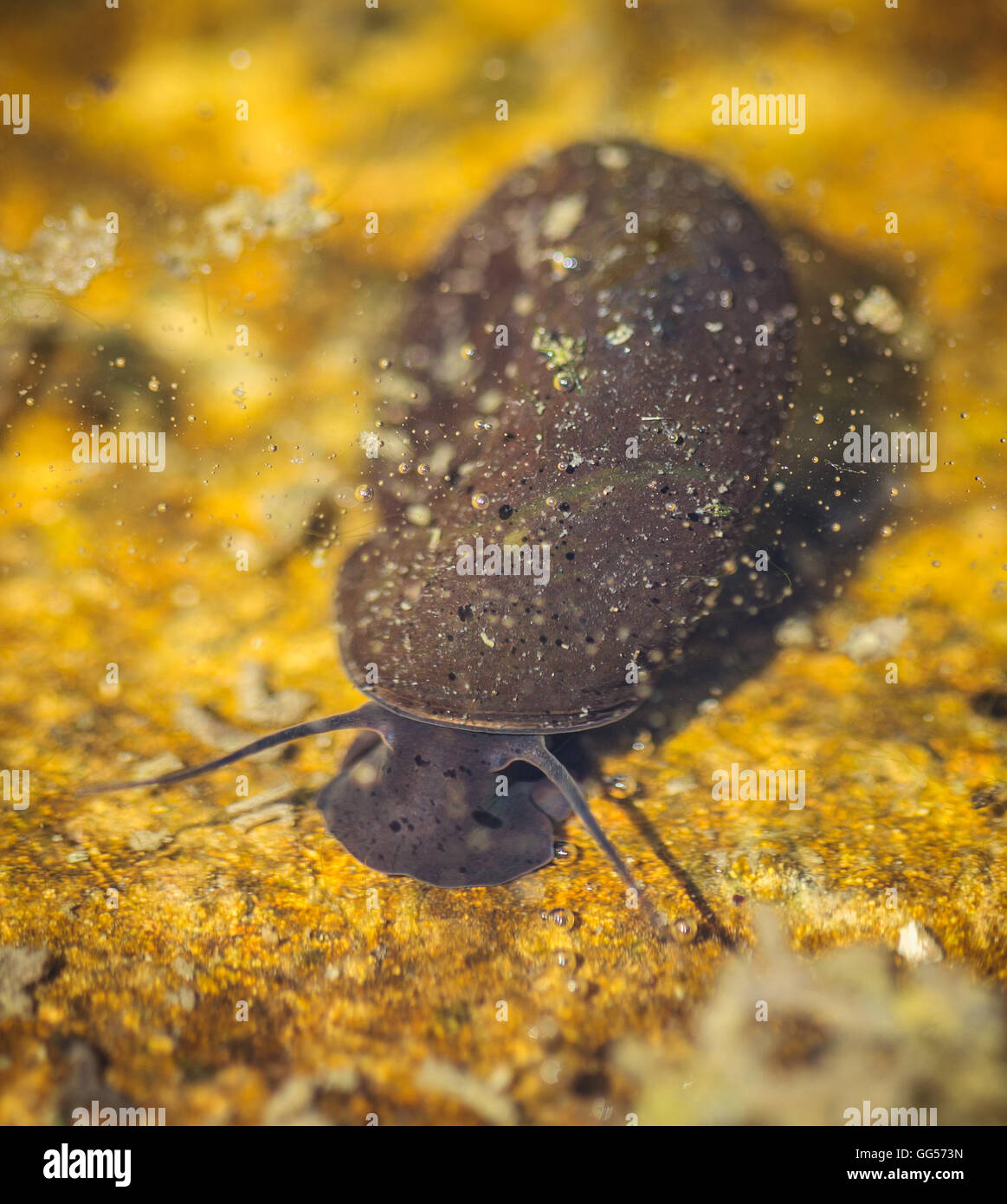 Freshwater slug hi-res stock photography and images - Alamy