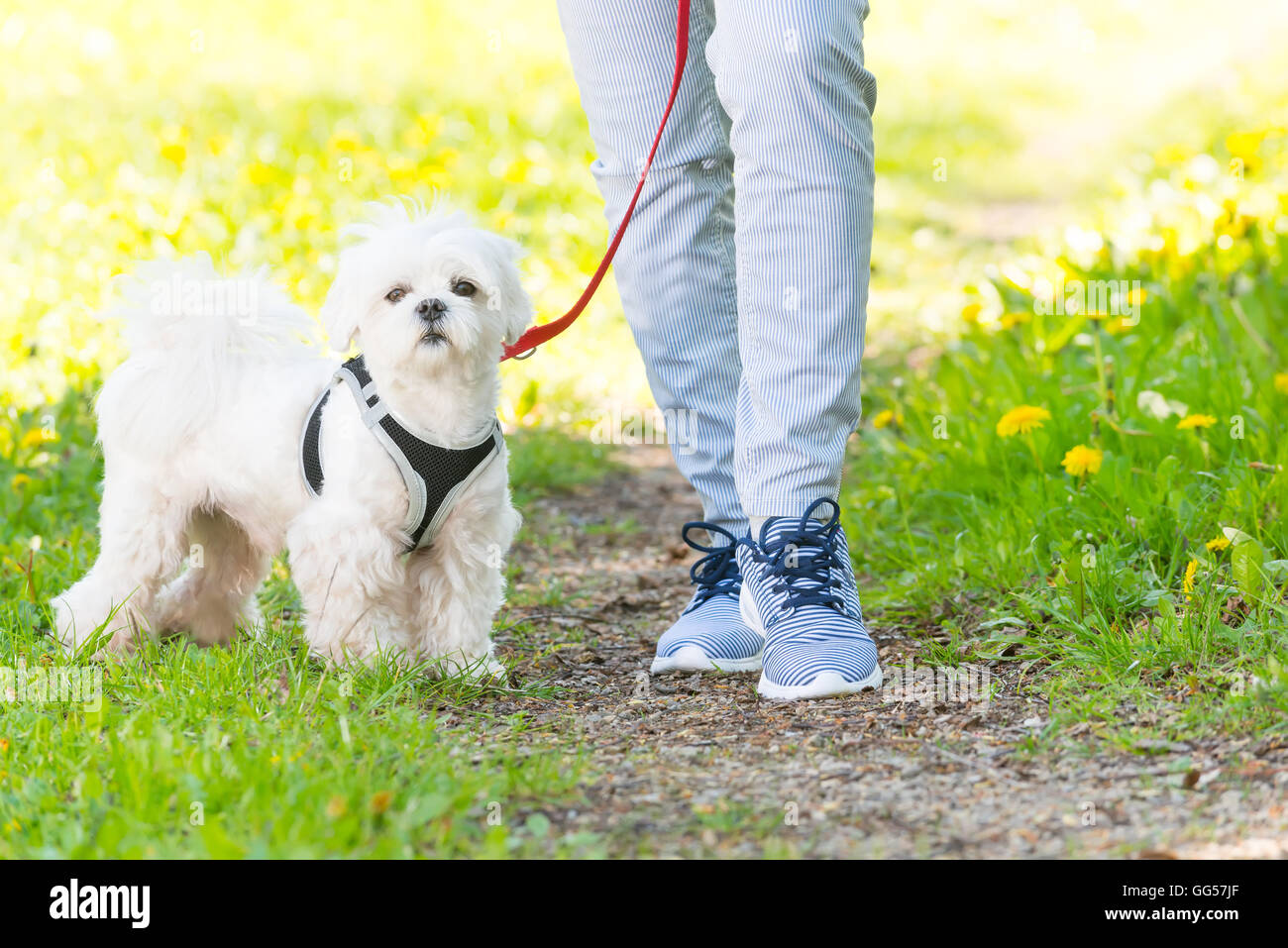White maltese dog walking with her owner Stock Photo - Alamy