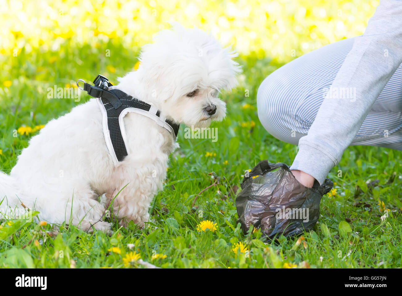 Owner cleaning up after the dog with plastic bag Stock Photo - Alamy