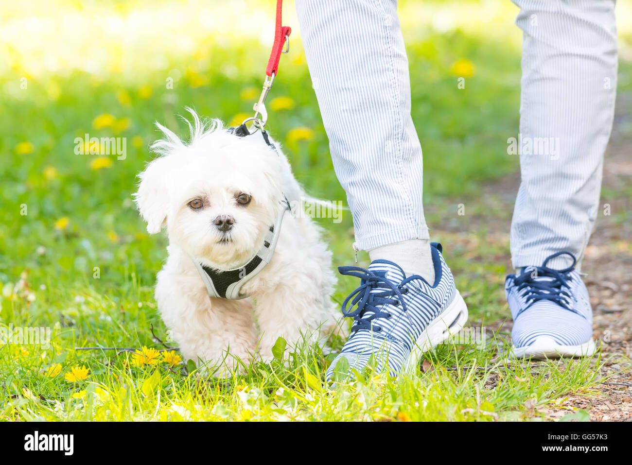 White maltese dog walking with her owner Stock Photo - Alamy