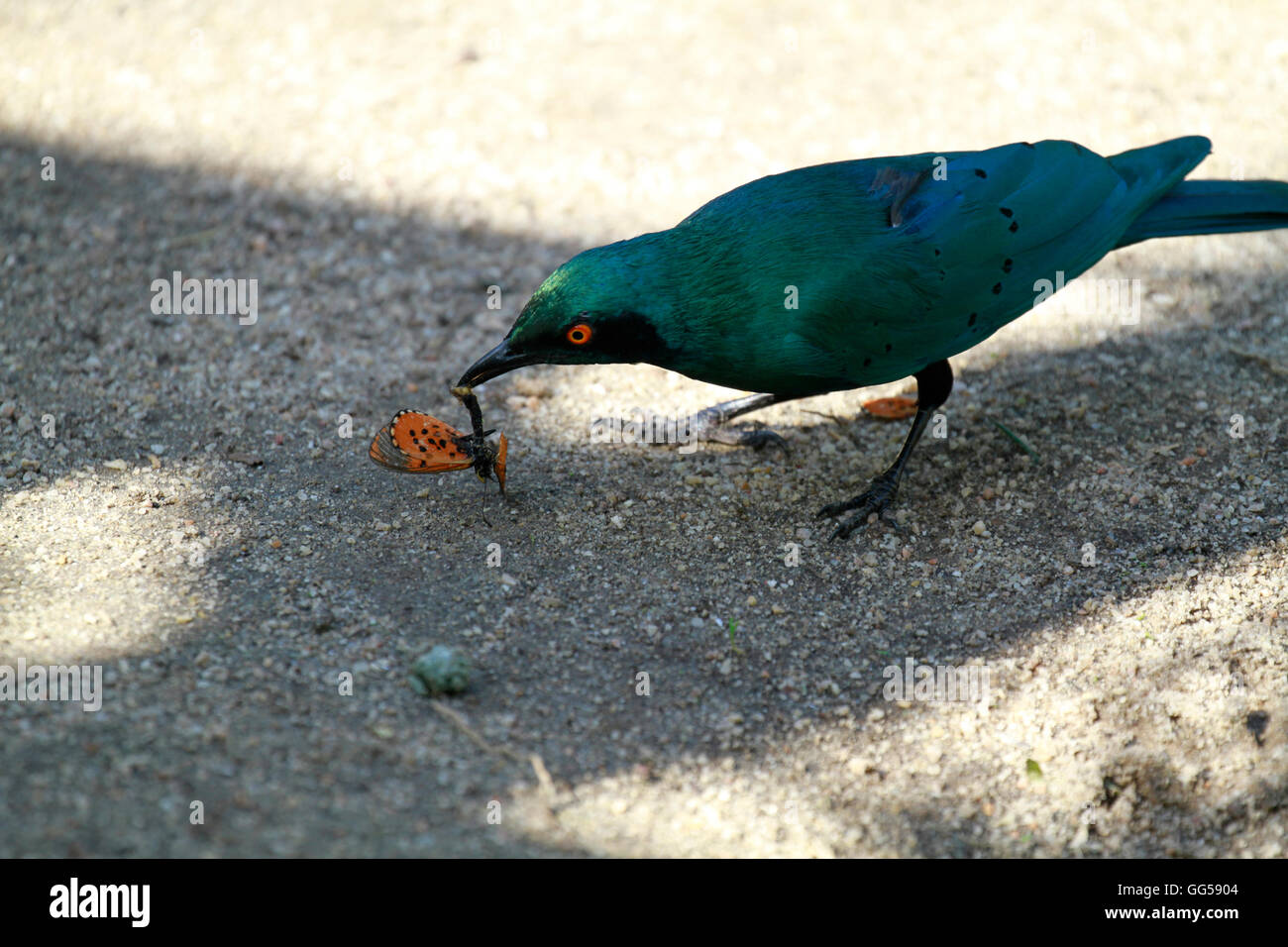 Eating a cape glossy starling hi-res stock photography and images - Alamy