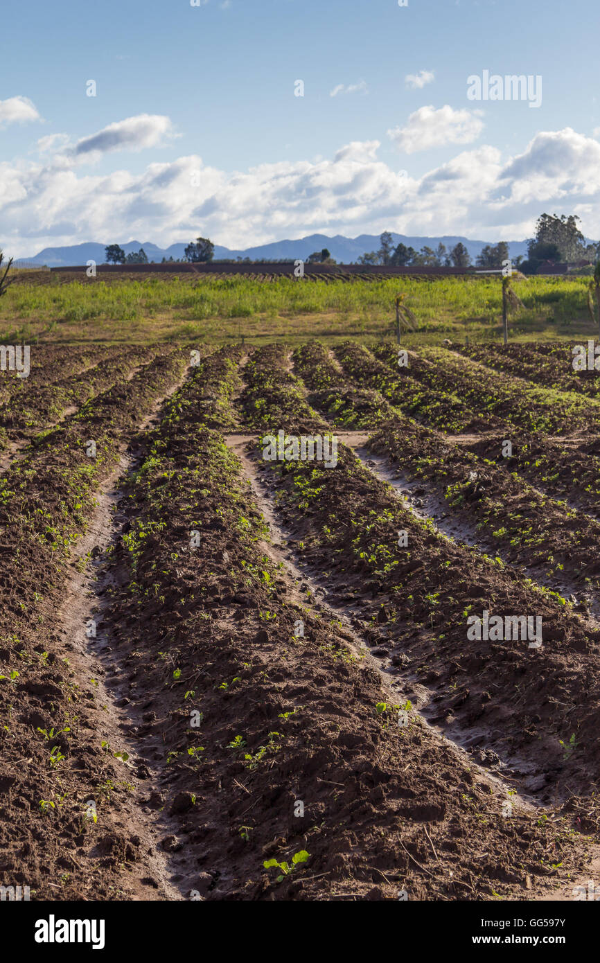 Farm field being prepared to plantation Stock Photo - Alamy