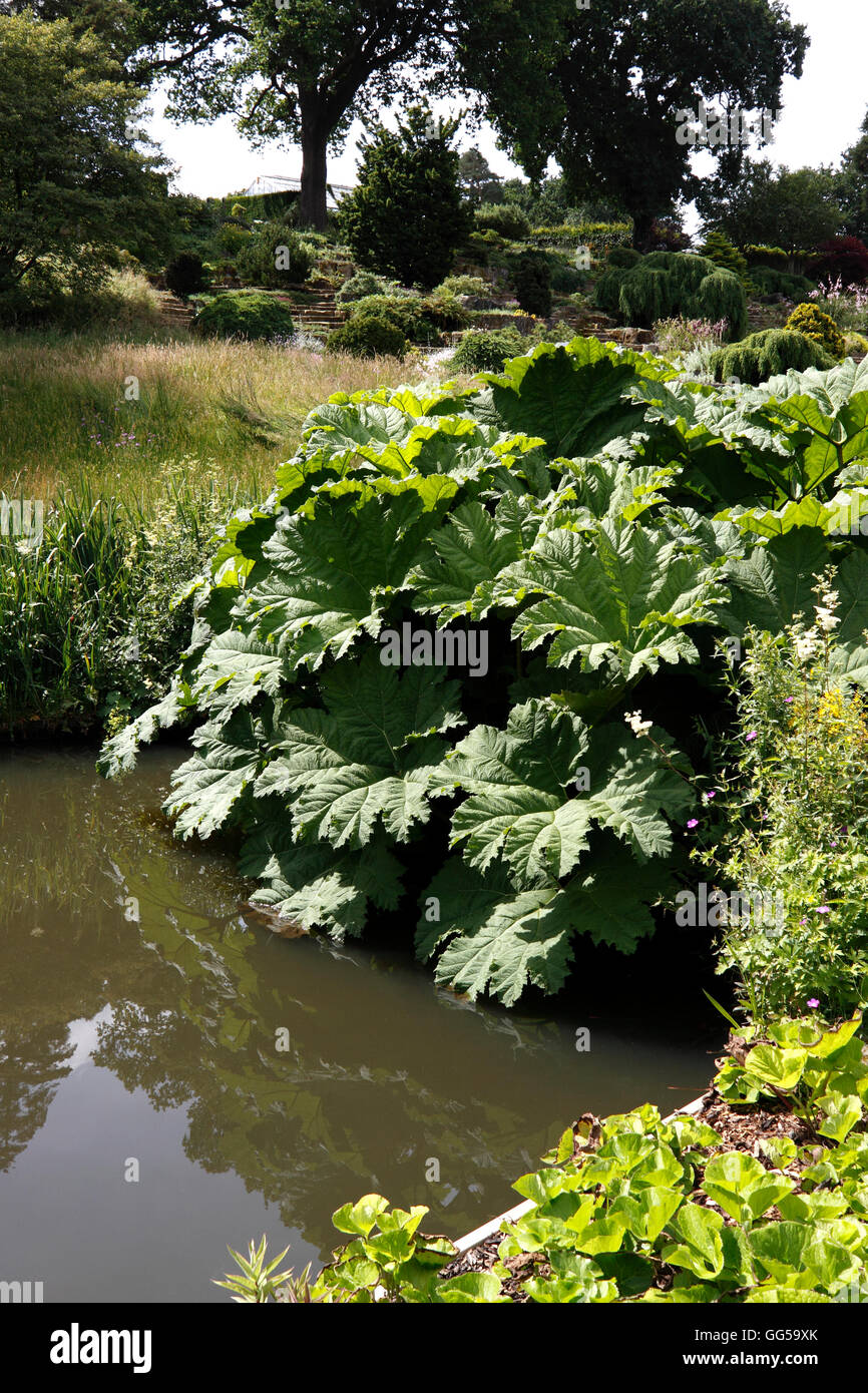 Gunnera manicata uk hi-res stock photography and images - Alamy