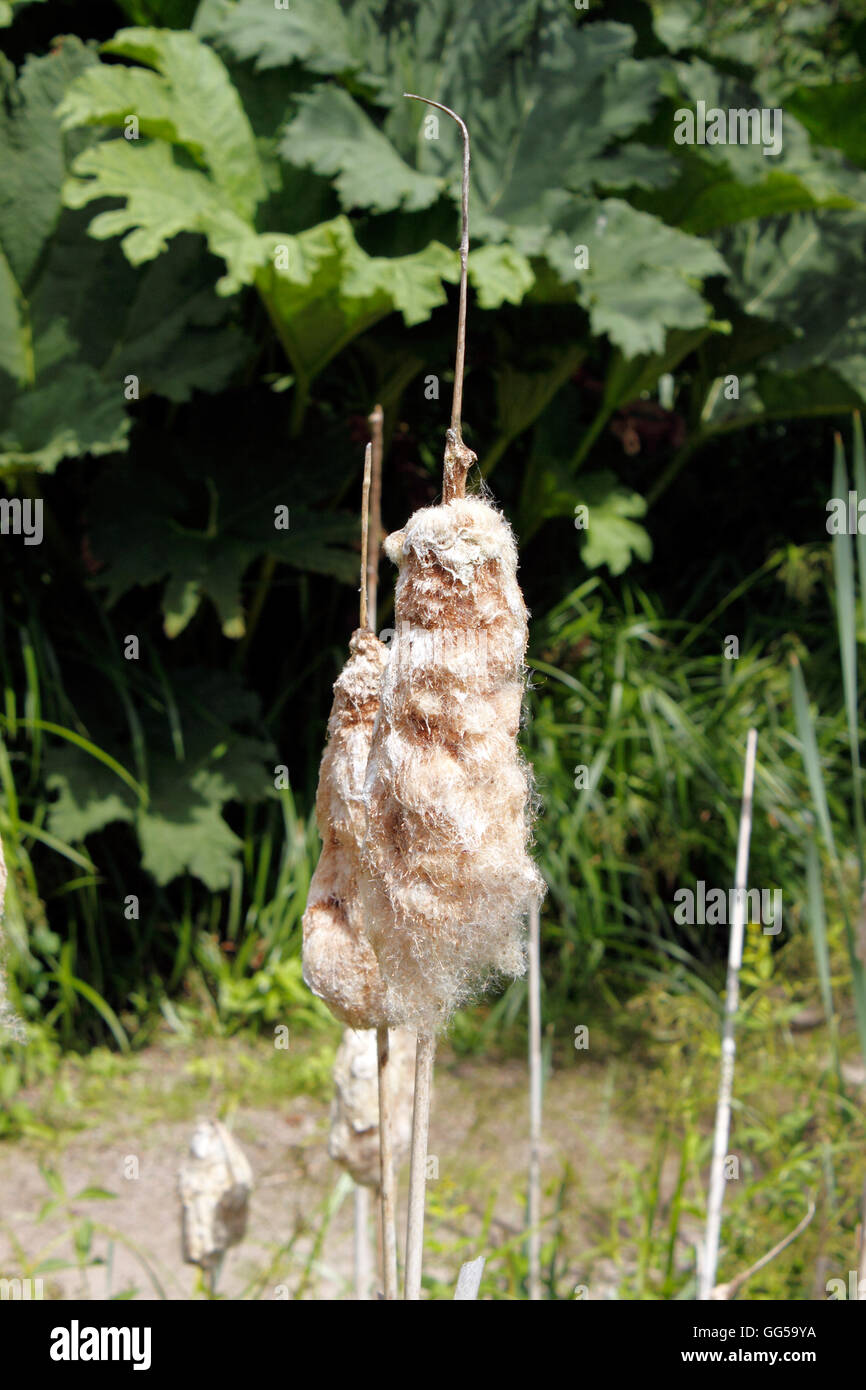 Bull rush hi-res stock photography and images - Alamy