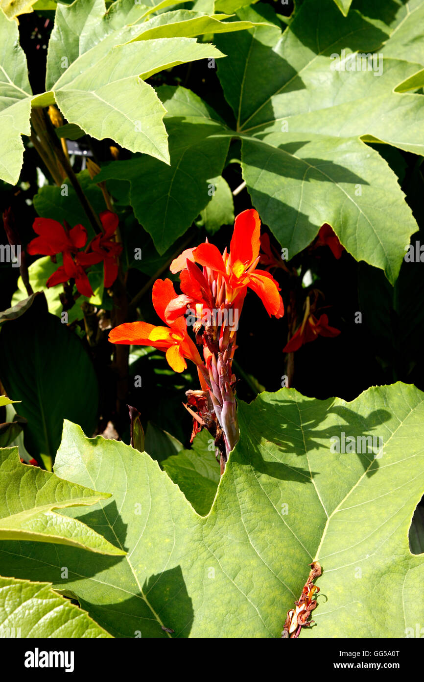 Indian shot plant hi-res stock photography and images - Alamy