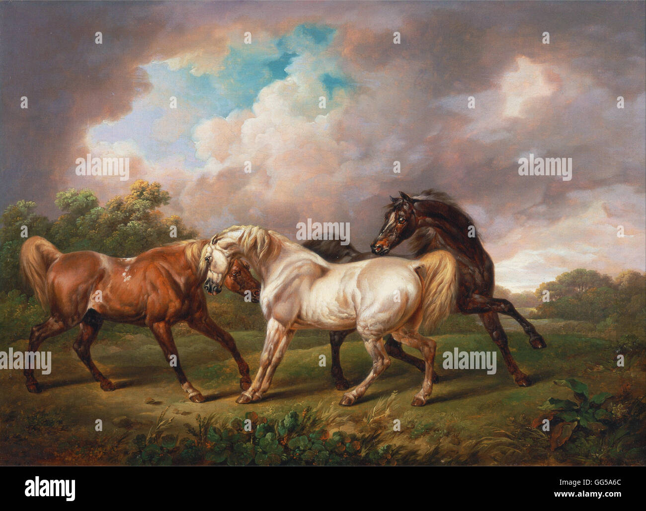 Three horses hi-res stock photography and images - Alamy