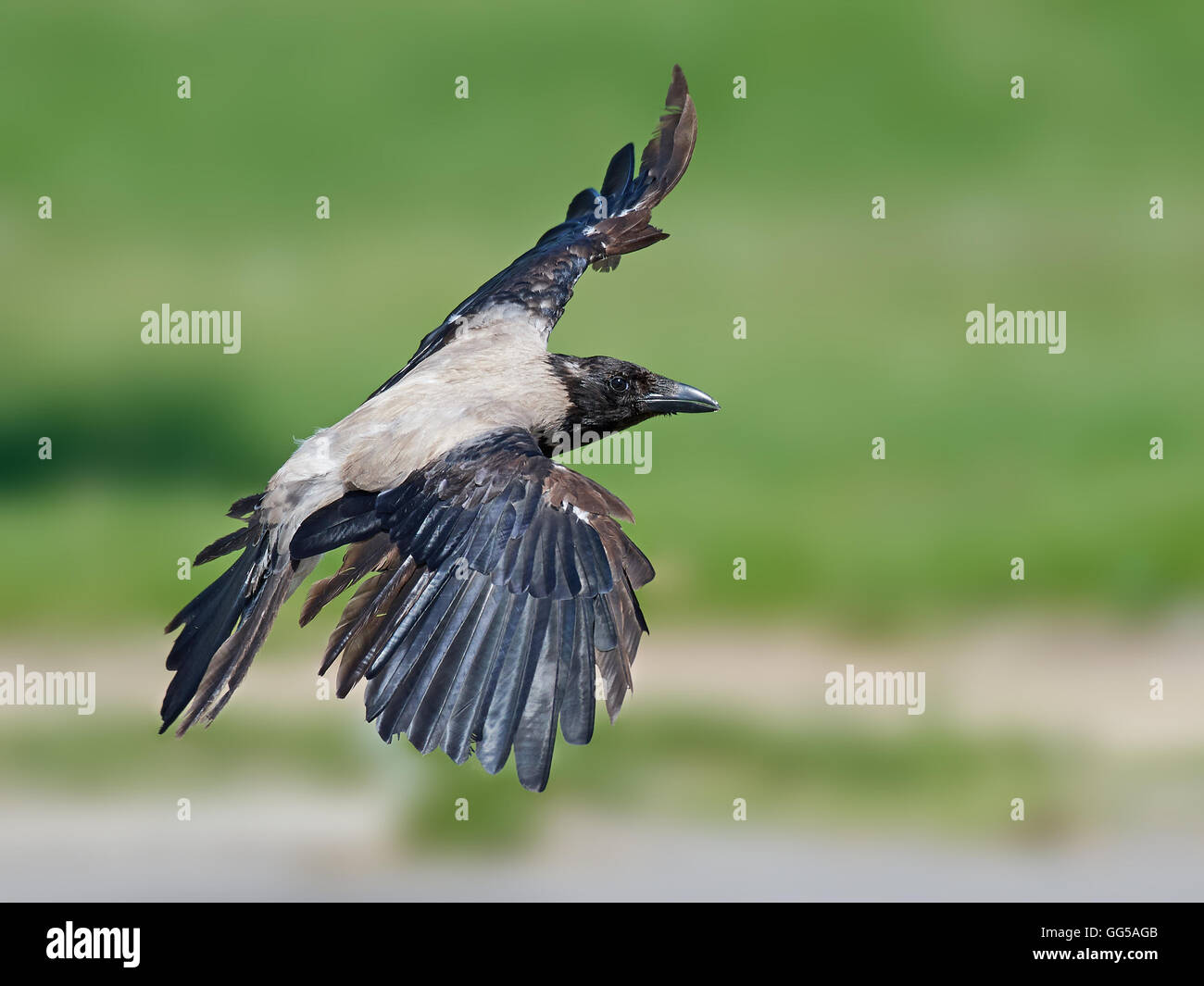Hooded crow in flight with vegetation in the background Stock Photo - Alamy