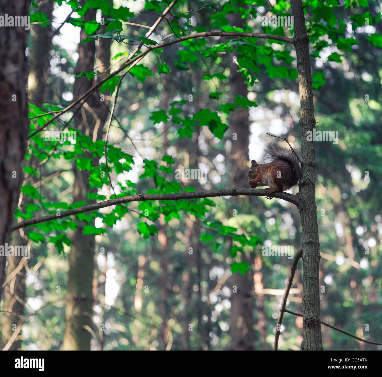 Little Squirrel among the trees in forest Stock Photo - Alamy