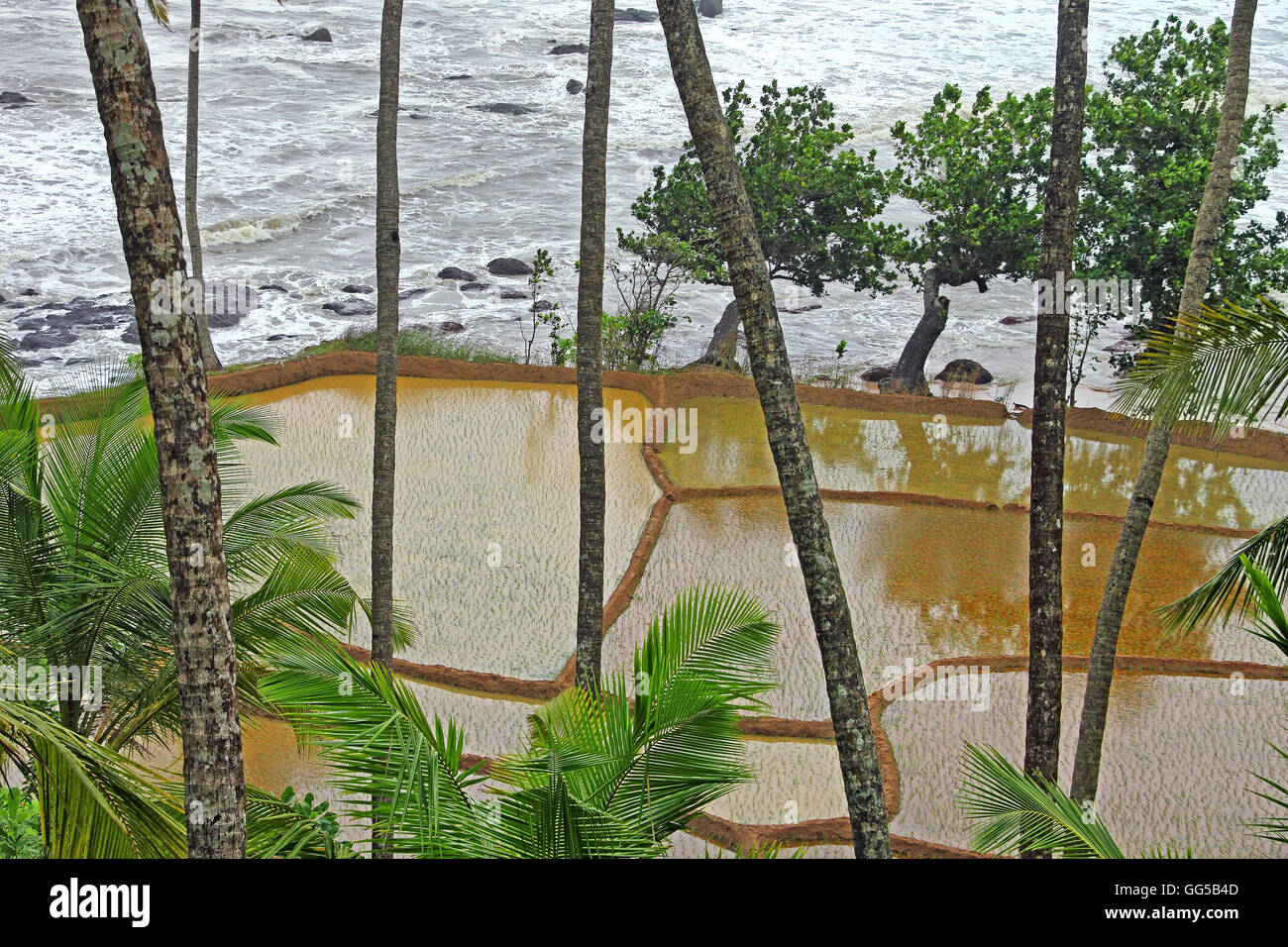 Paddy field goa hi-res stock photography and images - Alamy