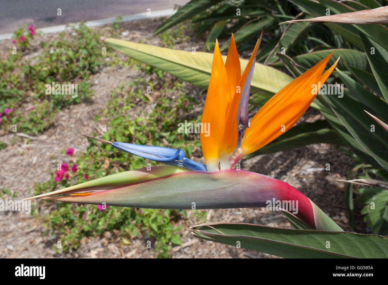 highly colourful Strelitzia reginae The Bird of Paradise flower close ...